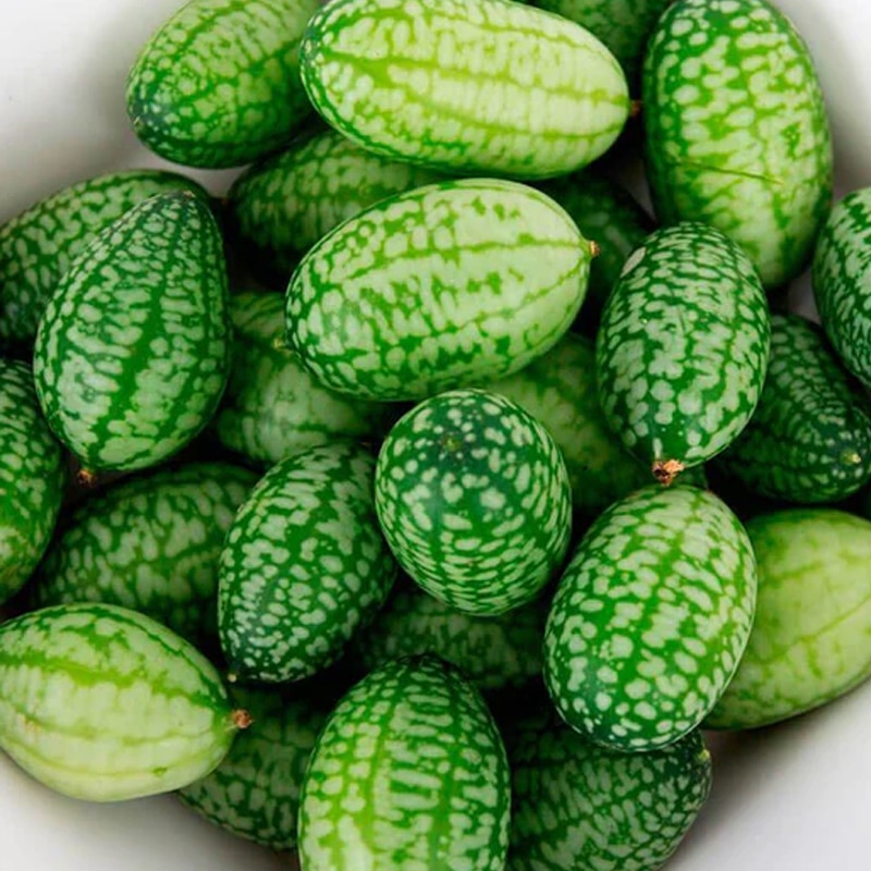 Semences de cucamelon par WCS - Mister Plantes